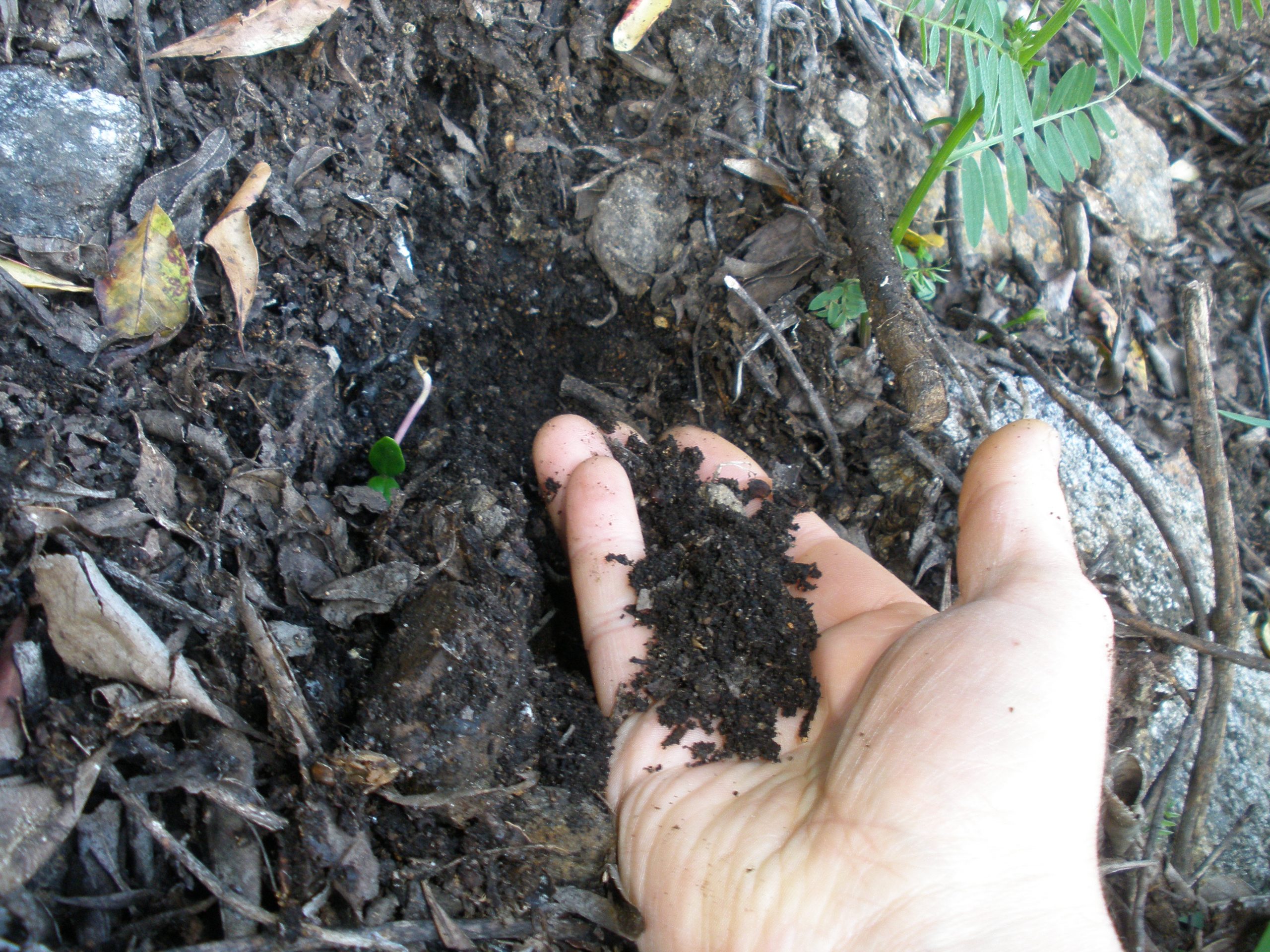 ¿A qué se debe el color negro del humus y su importancia?