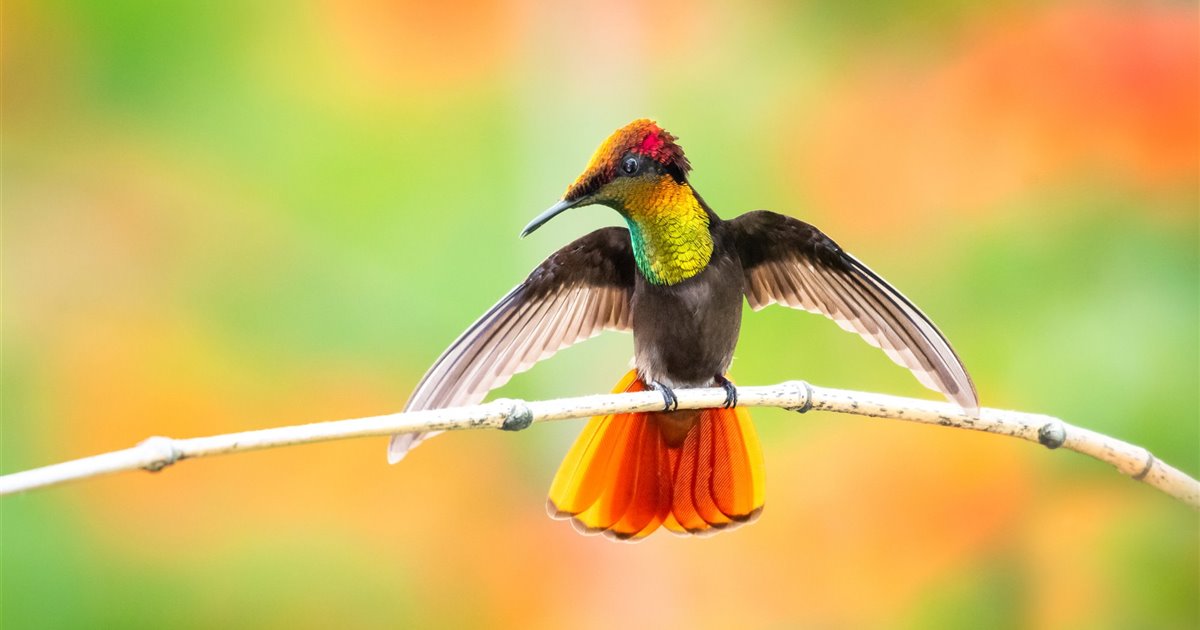 Colibrí: ¿De qué color es? Colores y su significado en la naturaleza