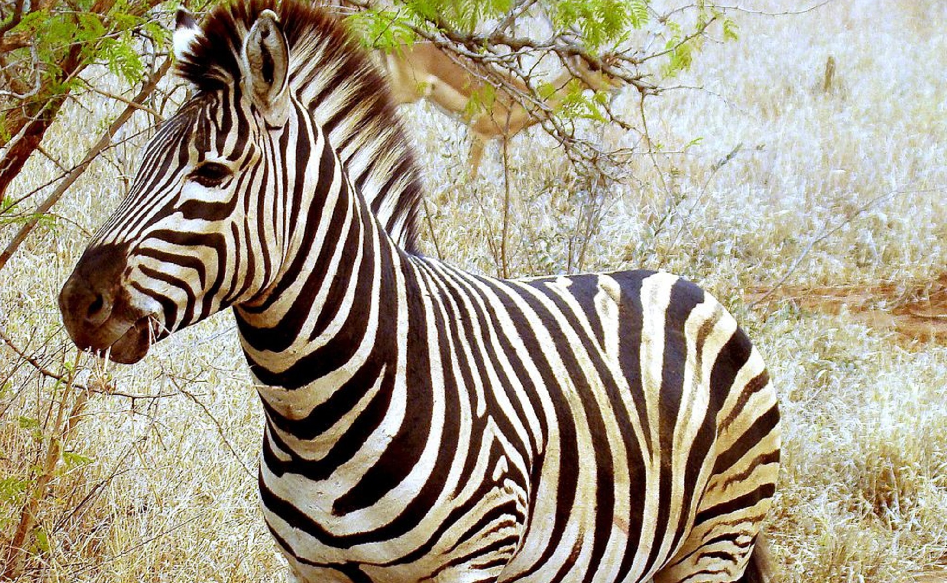 ¿De qué color es la cebra? Todo sobre sus rayas y funciones