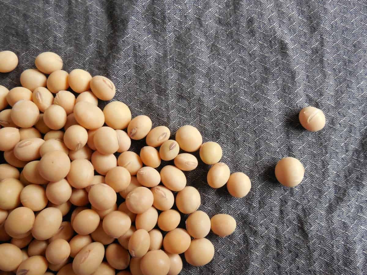 ¿De qué color es la soya? Variedades y sus beneficios nutricionales