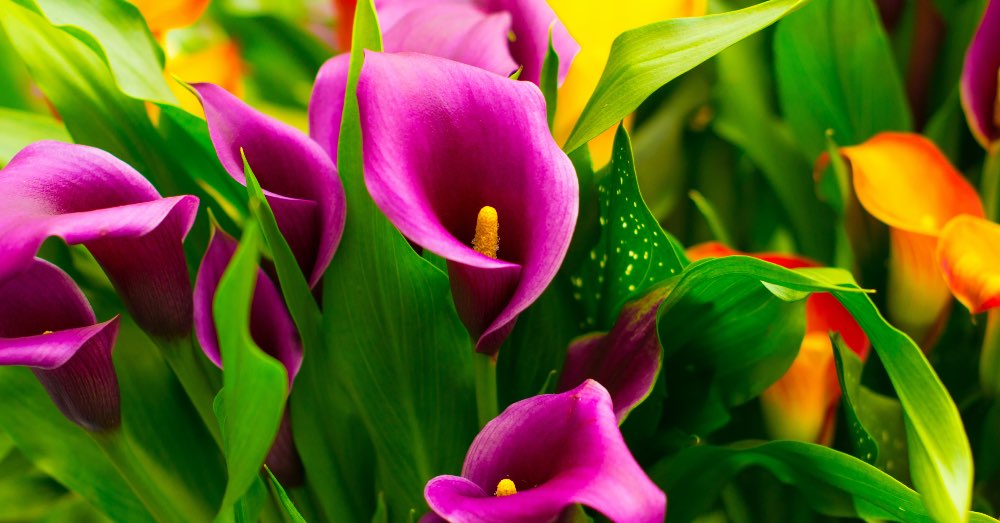 De qué color son las calas: Significado y cuidados esenciales