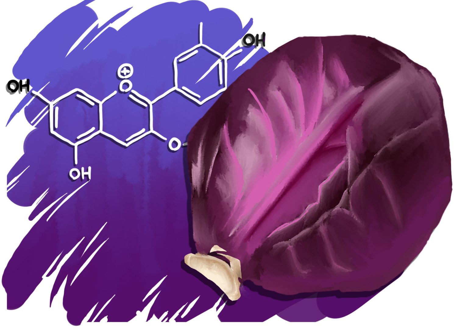 El pigmento que le da el color morado al repollo y sus beneficios