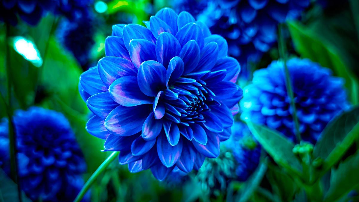 Flor de color azul: ¿cómo se llama y su significado?