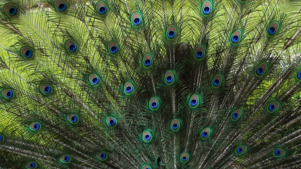 ¿Qué color es el pavo real? Colores y variedades fascinantes