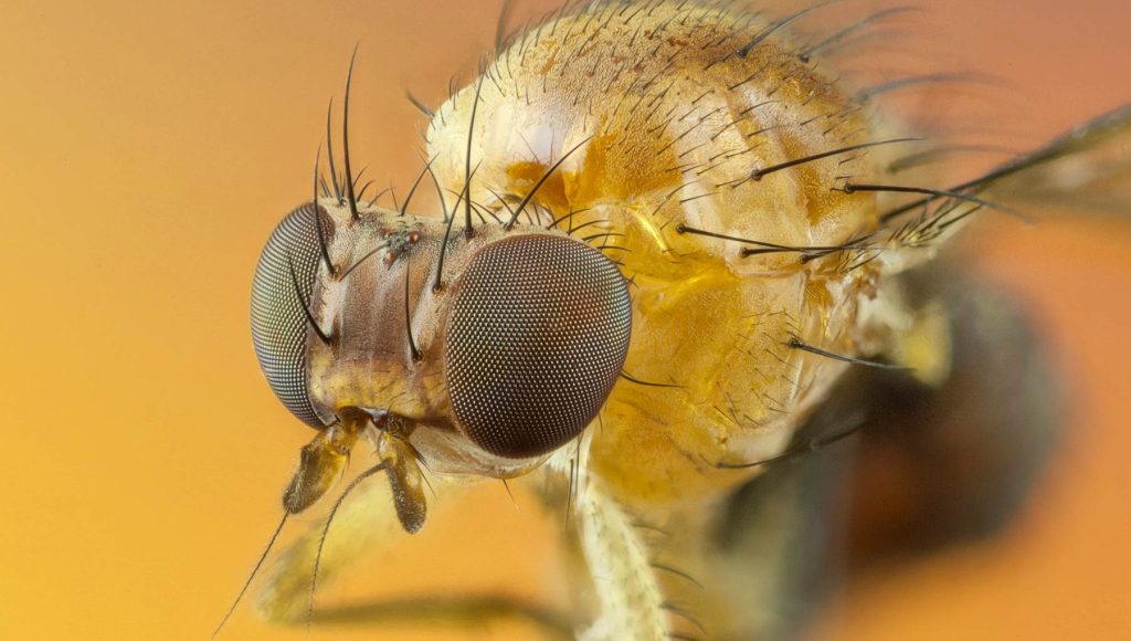 ¿Que color es la mosca? Variedad y curiosidades sorprendentes