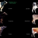 ¿Qué color es la vaca? Variedades y su importancia en ganadería