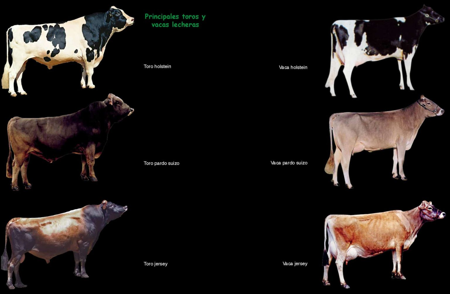 ¿Qué color es la vaca? Variedades y su importancia en ganadería