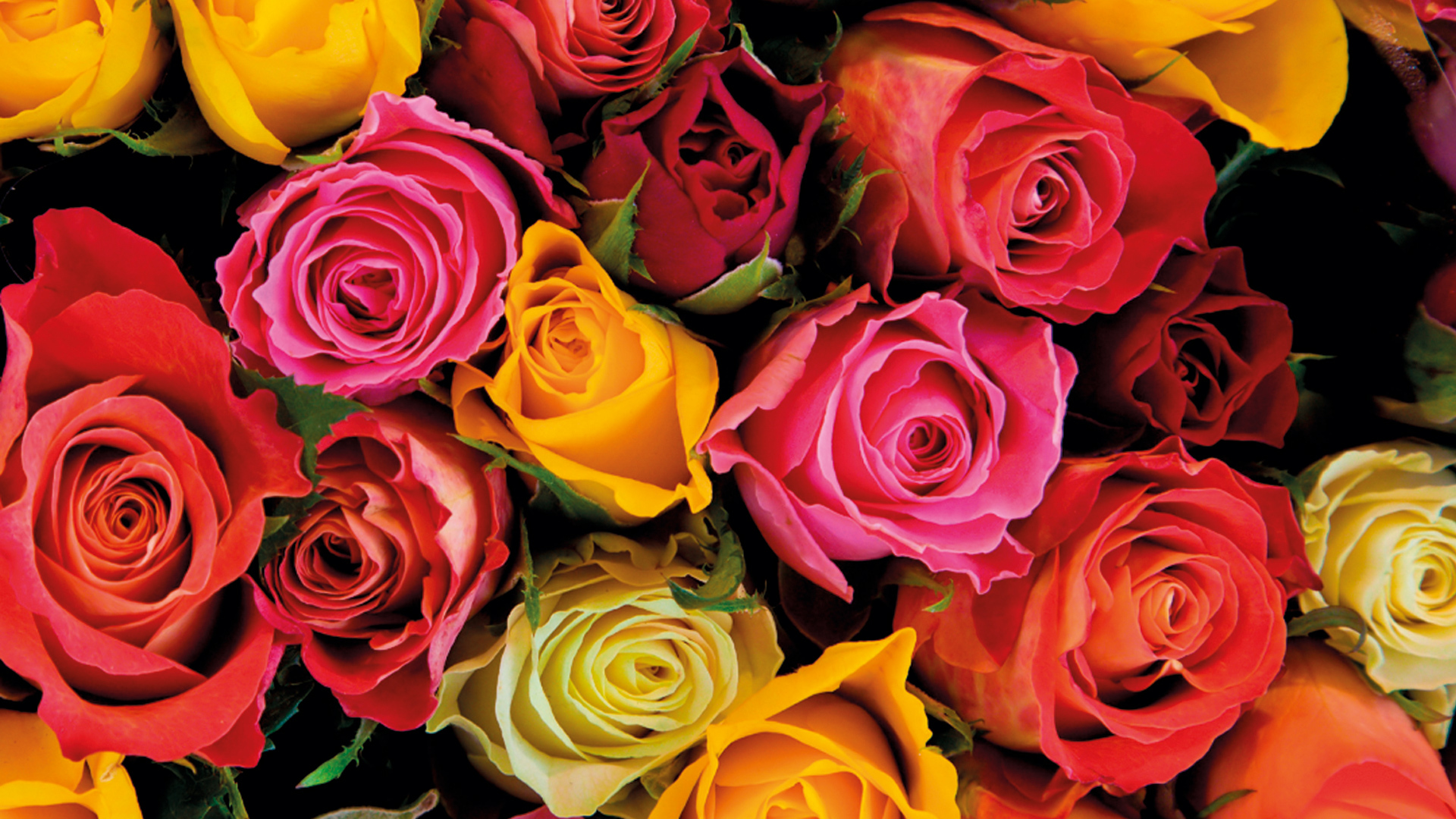 Qué significa cada color de rosas y su simbolismo emocional