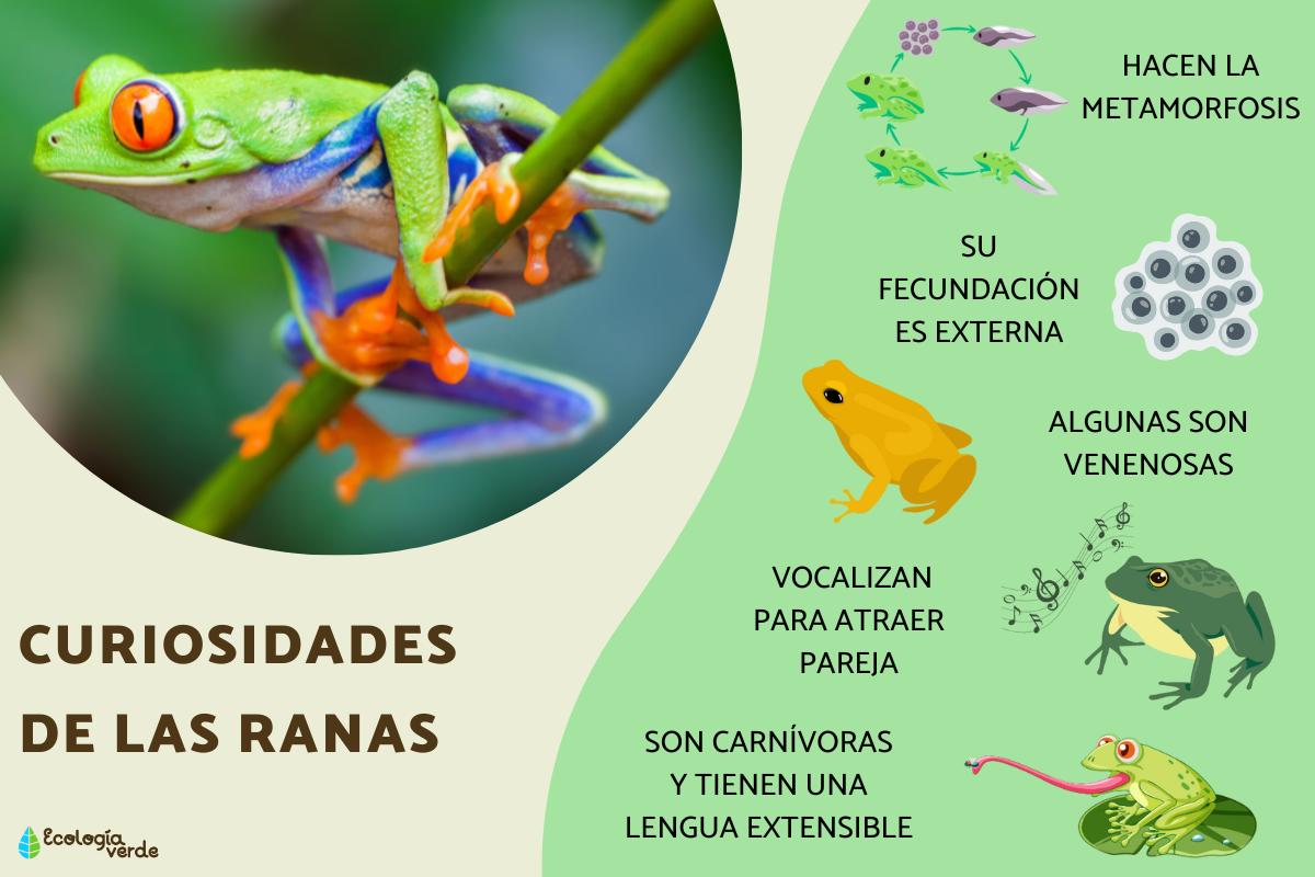 Ranas que cambian de color: Adaptaciones y curiosidades